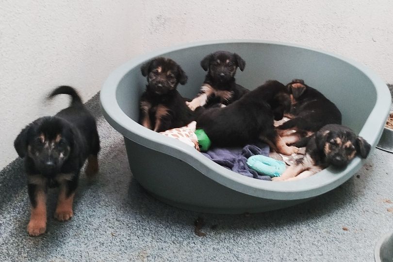 Cork vets sound alarm over big surge in abandoned pets