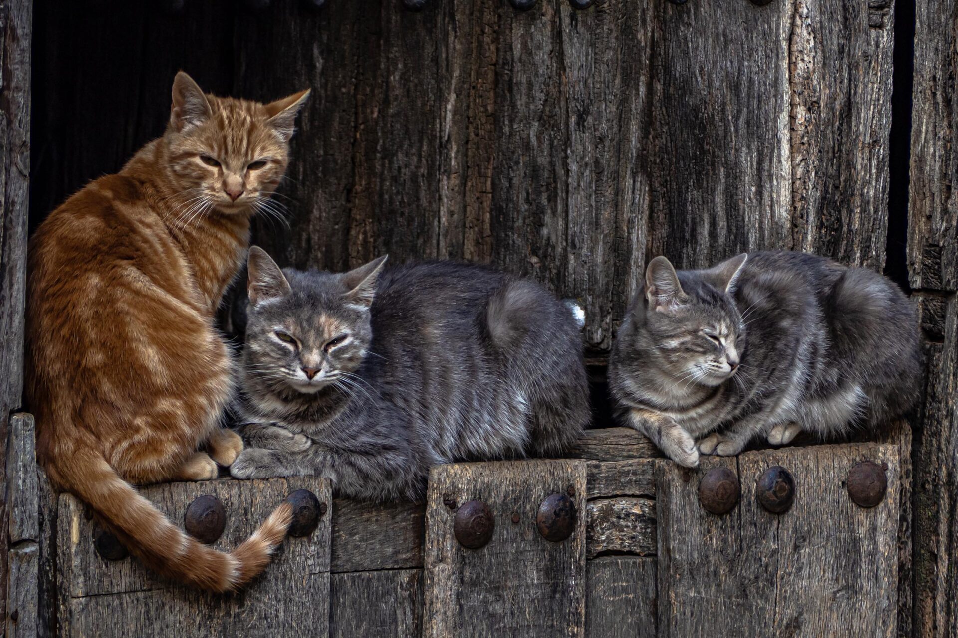 Gratis wonen op een Grieks eiland? Deze organisatie zoekt kattenliefhebbers