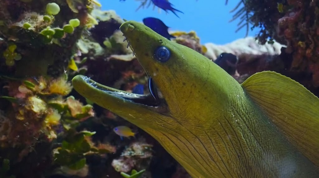 This nightmare fish has teeth inside its mouth and more teeth inside ...