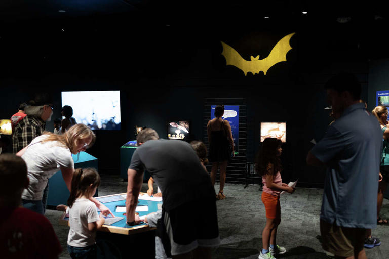 It's bat season in Austin. Learn more about the city's mascot at this ...
