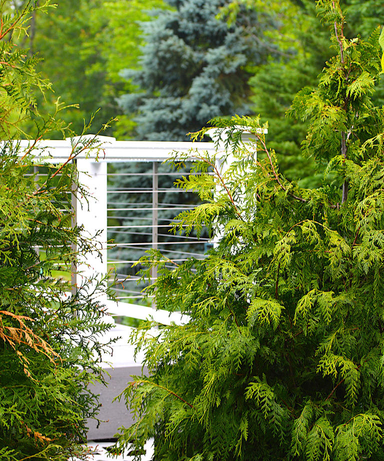 Neighbours overlooking your garden? These privacy trees can fix the problem