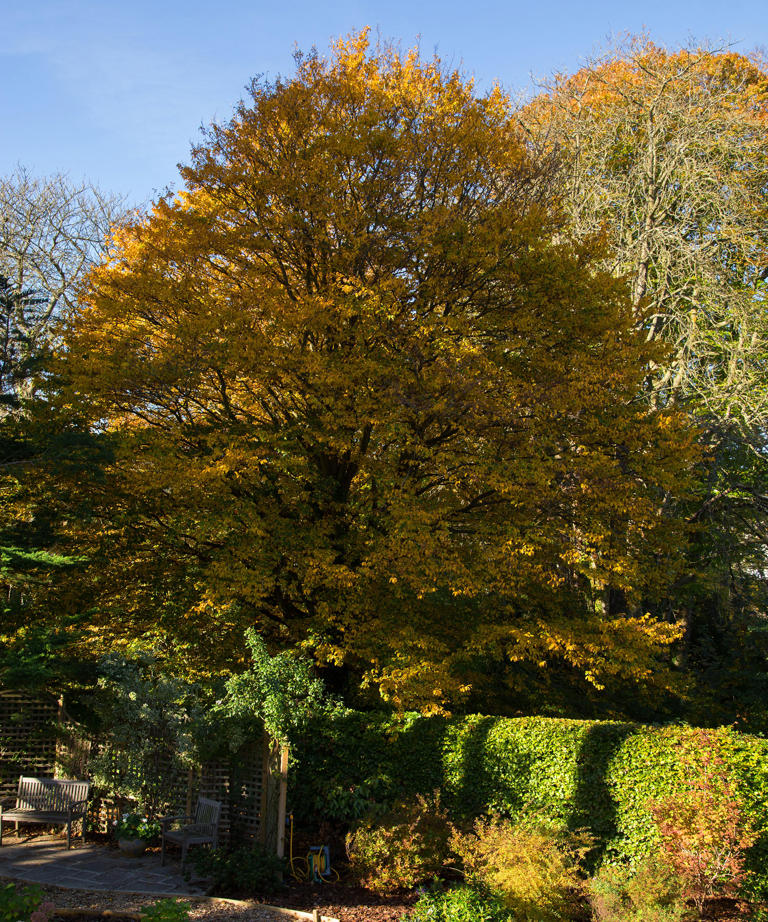 Neighbours overlooking your garden? These privacy trees can fix the problem