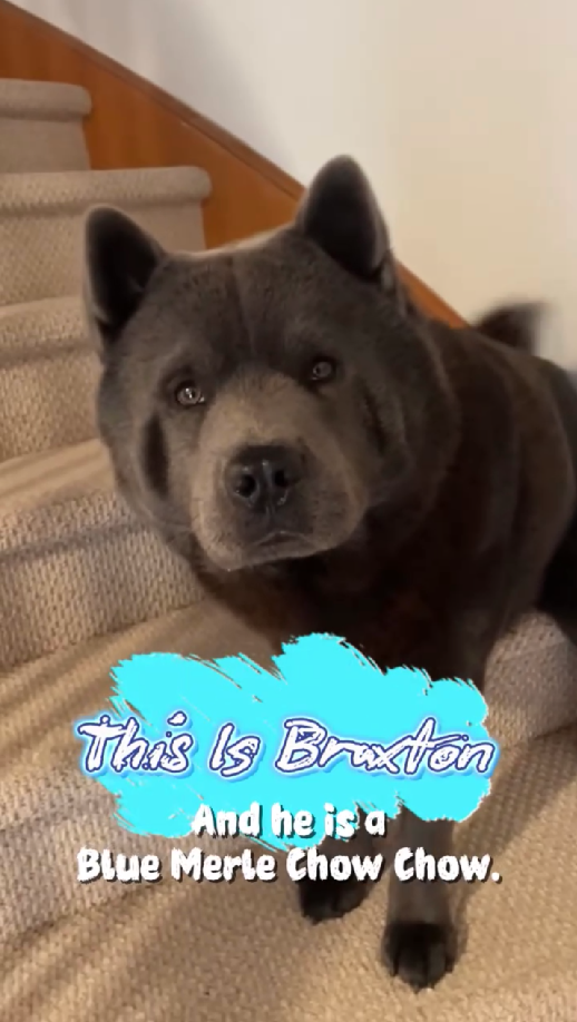 The cutest chow chow that looks like a bear