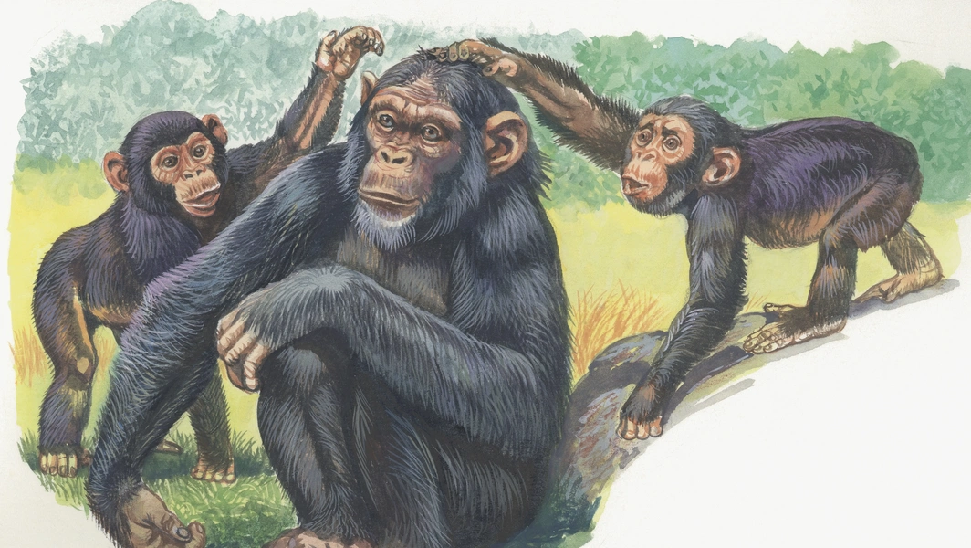 Study finds chimpanzees and bonobos form layered friendship circles