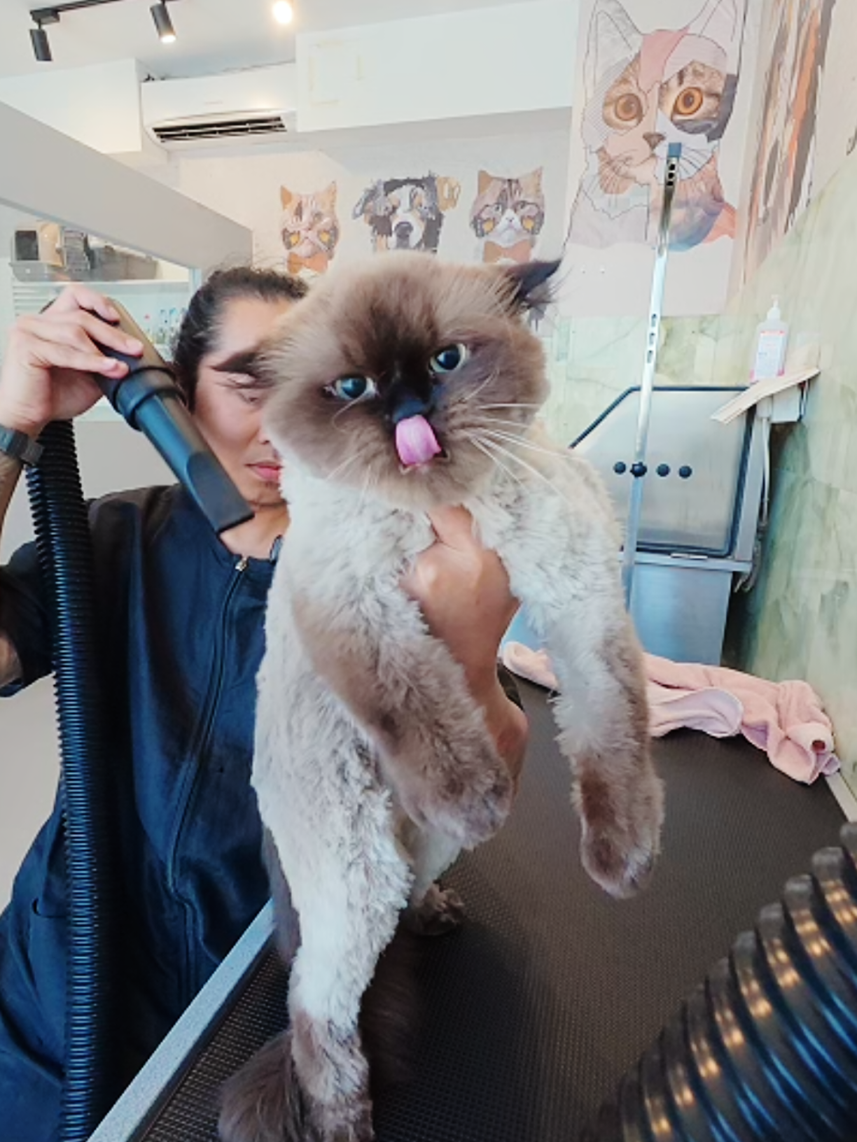 From goat to bear: Theodore's makeover