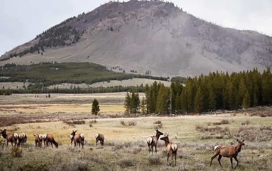 Inside the wild world of elk tracking and trends
