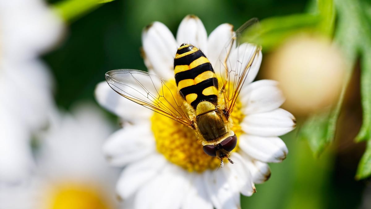 Geflle Im Garten