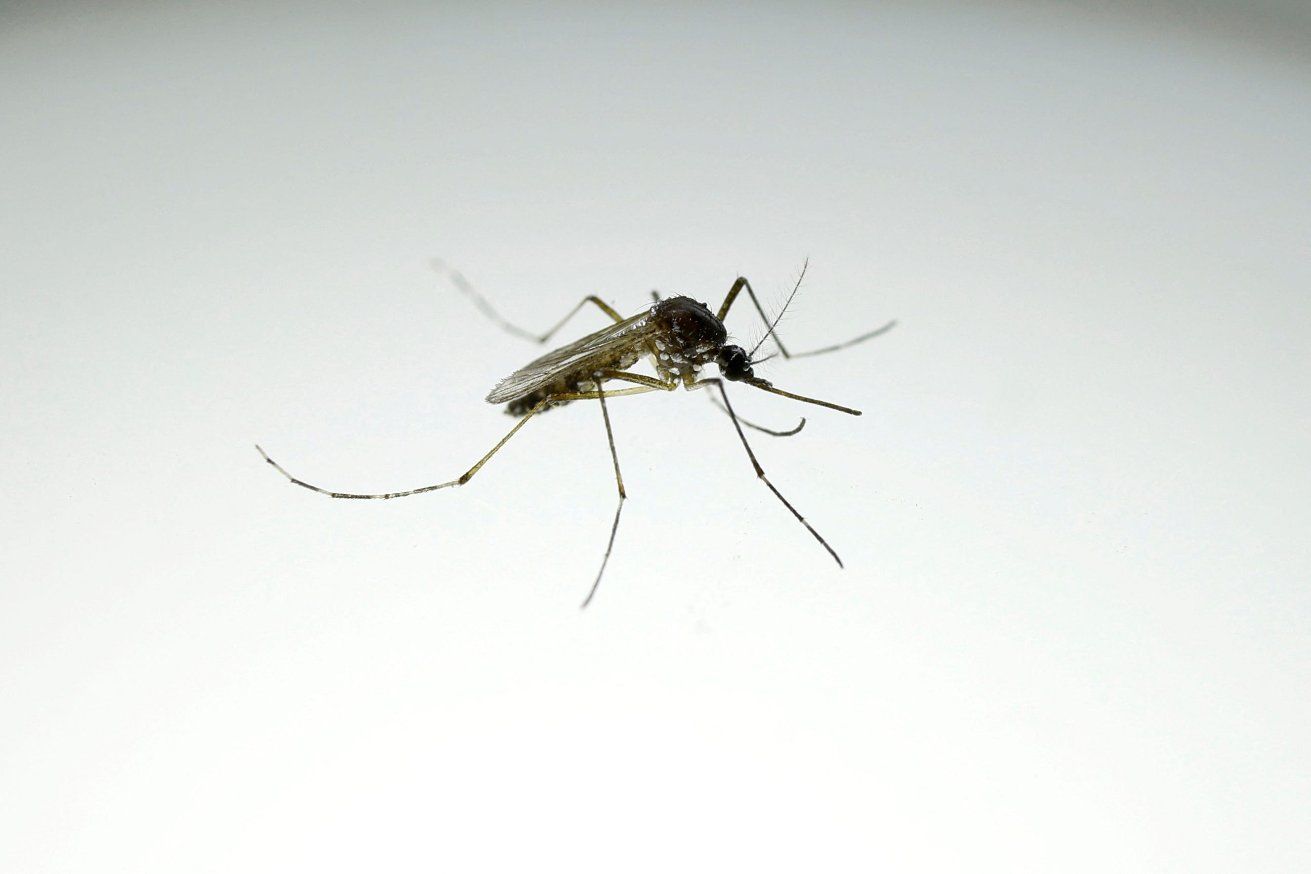 Mosquitoes can outsmart popular insect repellent, study finds
