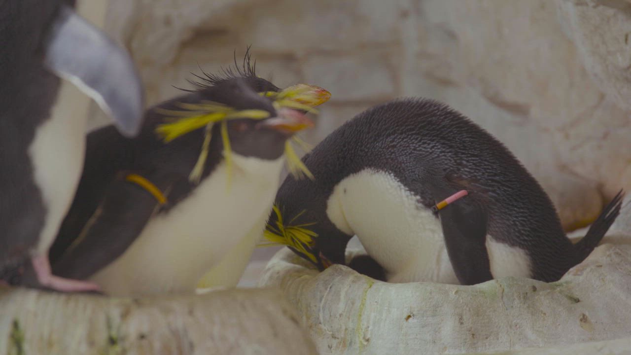 Austria: Ten endangered penguin chicks begin first steps toward life in ...