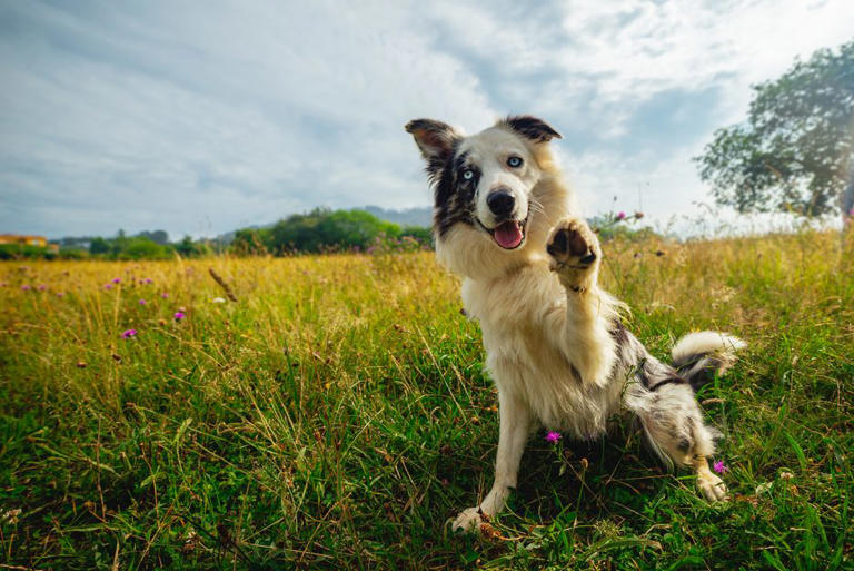5 of the world's smartest dog breeds: Meet the canine clever clogs that ...