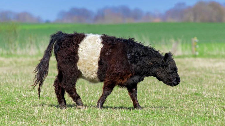 Farm decides to slaughter 271 cattle after inspection found rule breach