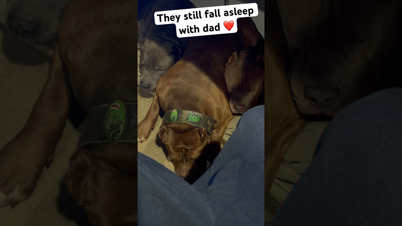These giant dogs still sleep beside their dad