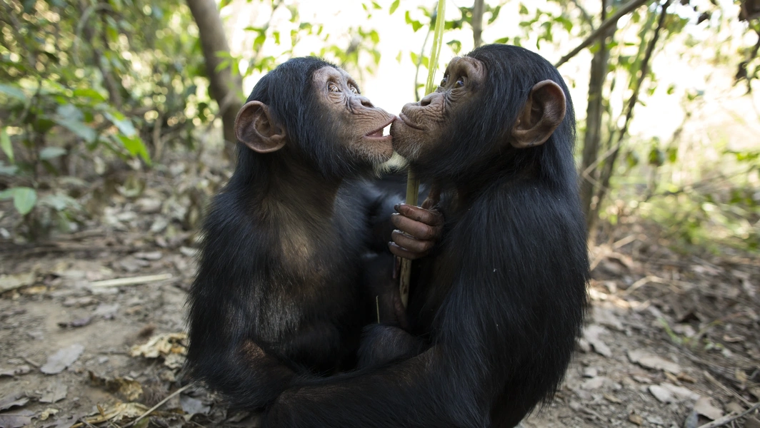 Study finds chimpanzees and bonobos form layered friendship circles