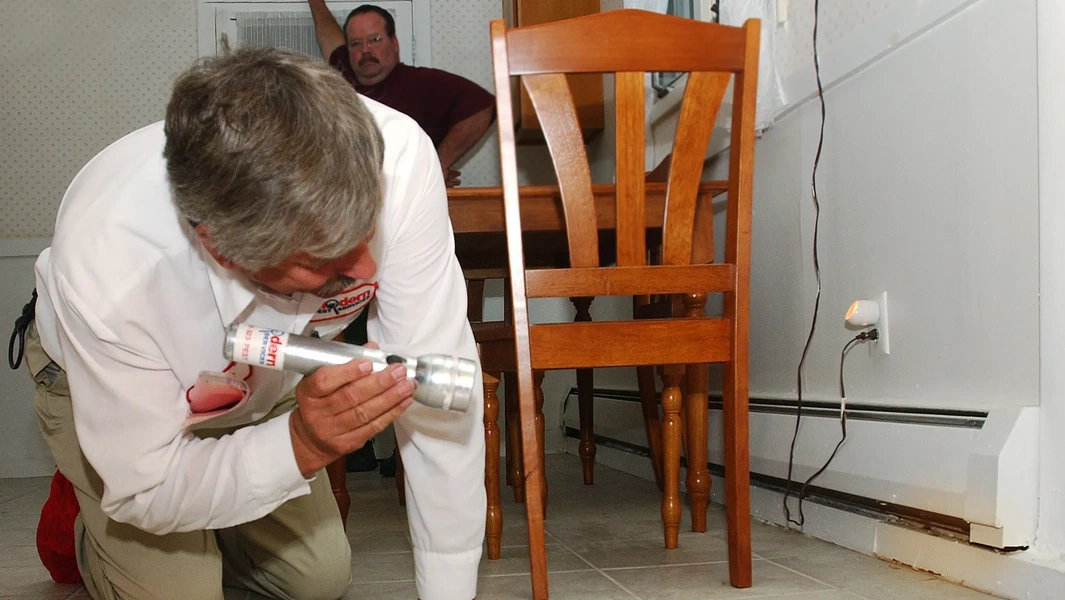 Smart pest control tips every homeowner should know