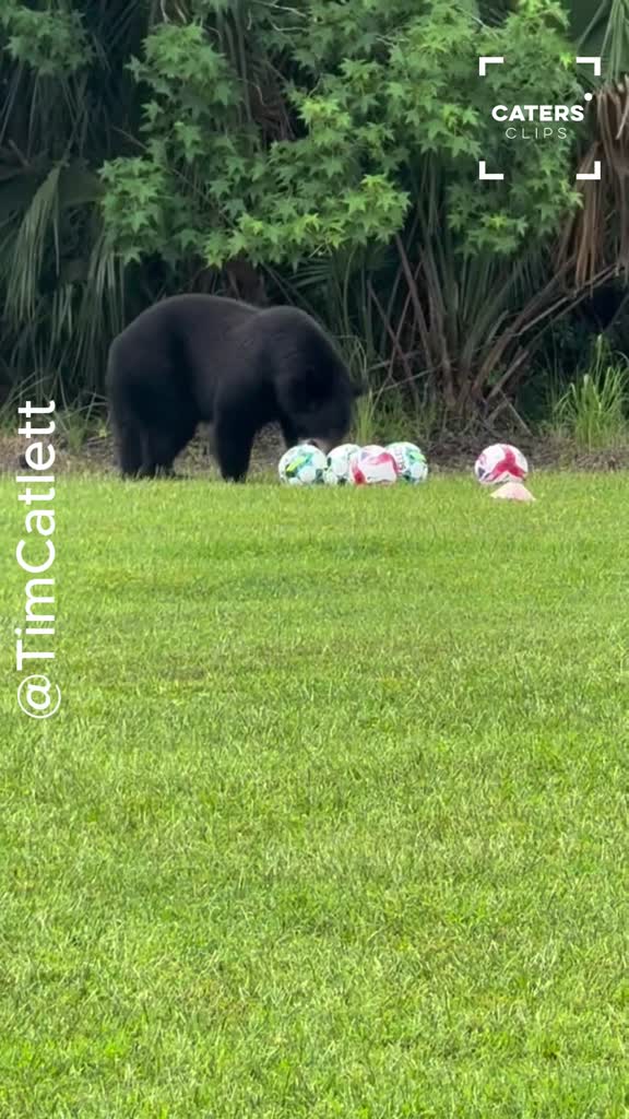 Black bear caught on camera preparing for FIFA World Cup with surprise ...
