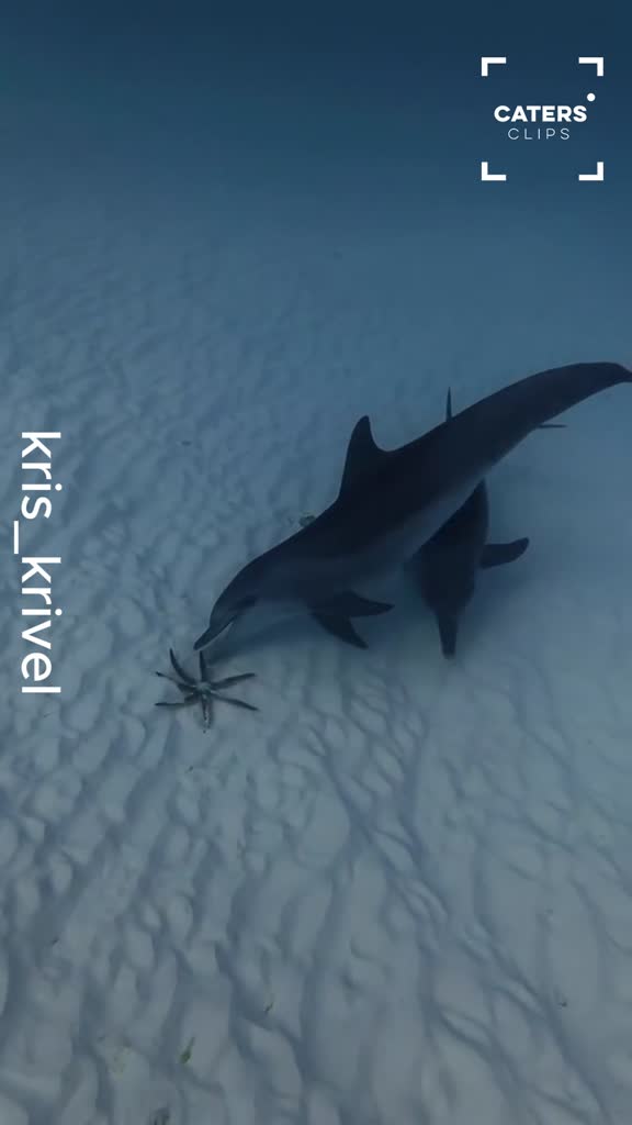 Diver couldn't believe what these dolphins were playing with