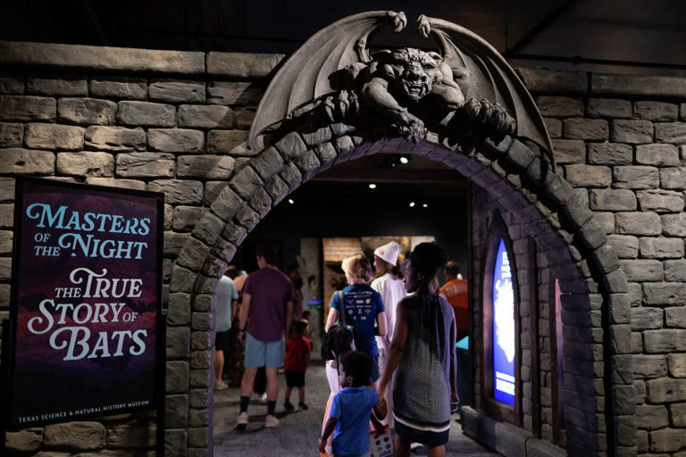 It's bat season in Austin. Learn more about the city's mascot at this ...