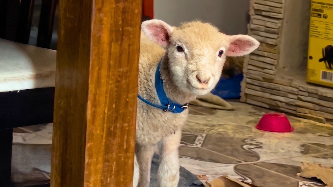 Orphaned lamb curled up in her dad’s lap - and became his little ...