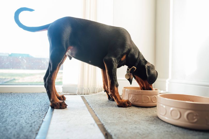 Dog owners urged to stop feeing pets popular breakfast food as it's 'toxic'
