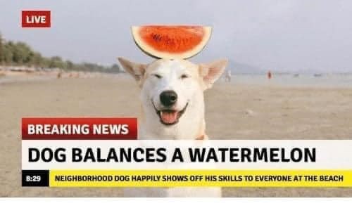 36 warm and wiggly dog memes for your daily brain belly rubs