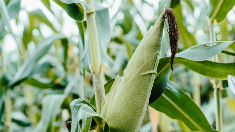 Why it's a mistake to prep corn on the cob by removing the husk