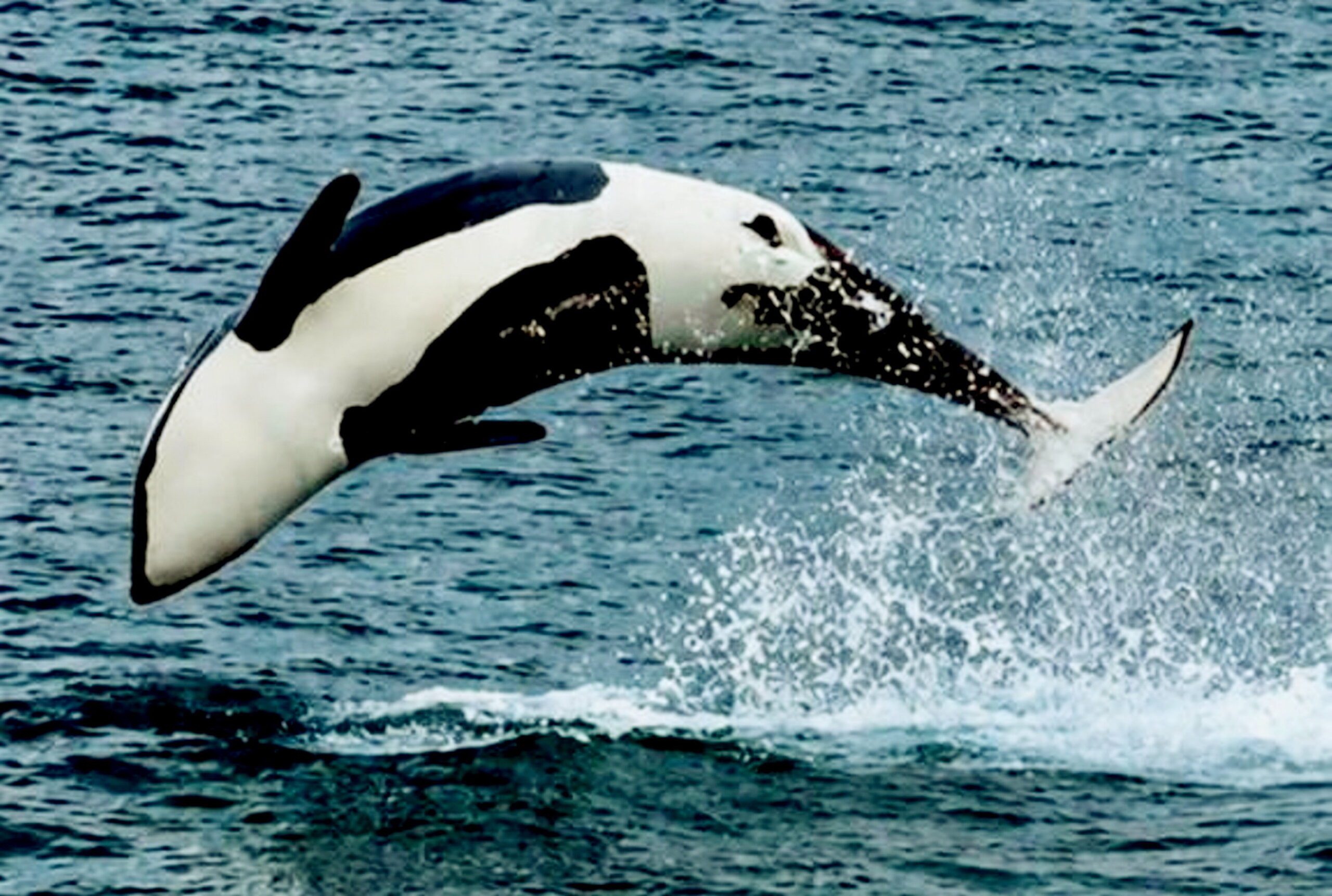 Orca performs flip for holidaymakers off UK coast