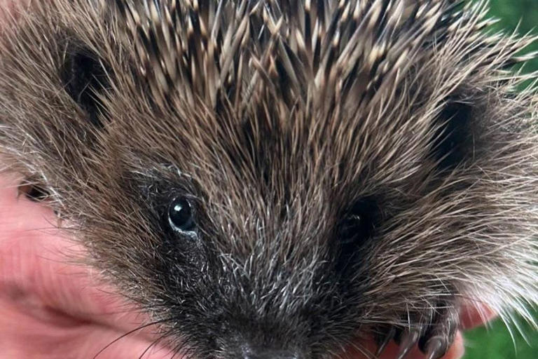 Chesterfield hedgehog rescuer warns poor advice is costing lives
