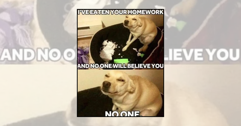 I swear it wasn’t me: 23 dog memes capturing mischievous doggos in the ...