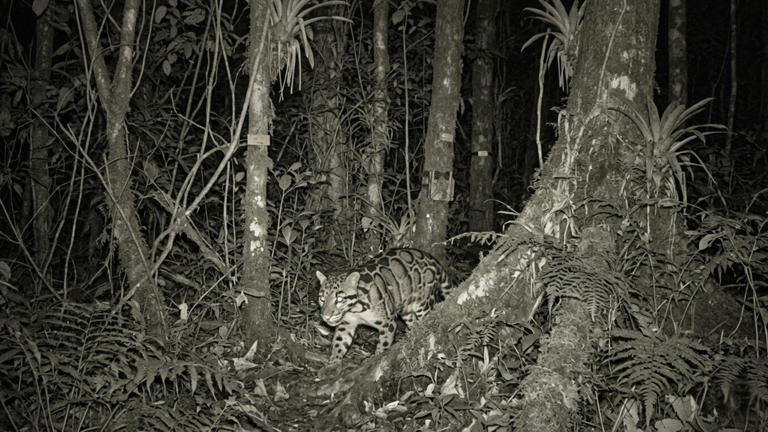 Camera trap captures animal thought missing for decades