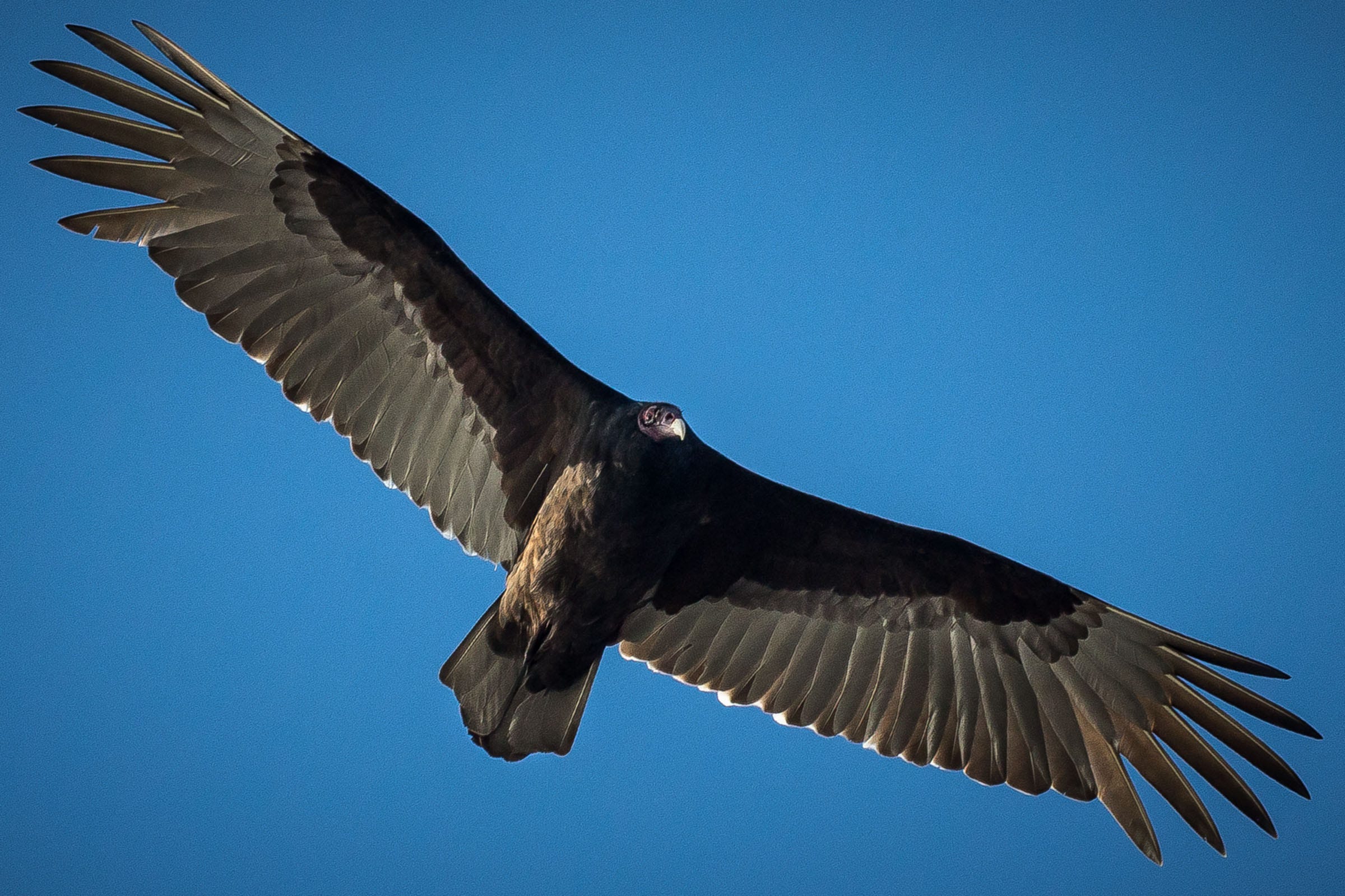 Florida vultures caught eating invasive python eggs in rare first