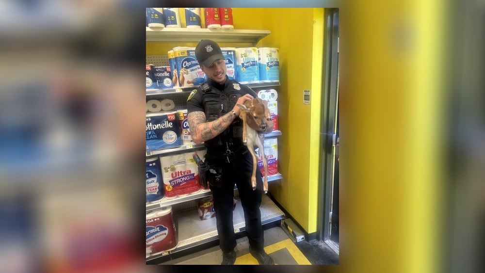 Officer rescues fawn that was 'trespassing' in Dollar General