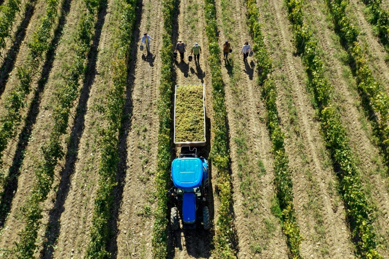 Georgia presenta botellas bicentenarias de vino, algunas vinculadas a ...