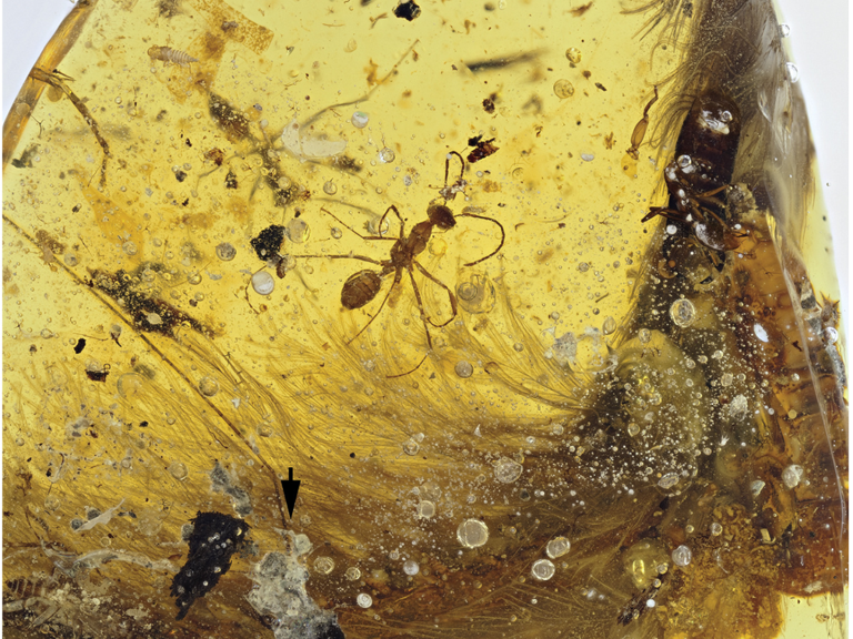 In 2016, a dinosaur tail in amber gave scientists a rare 3D look at ...