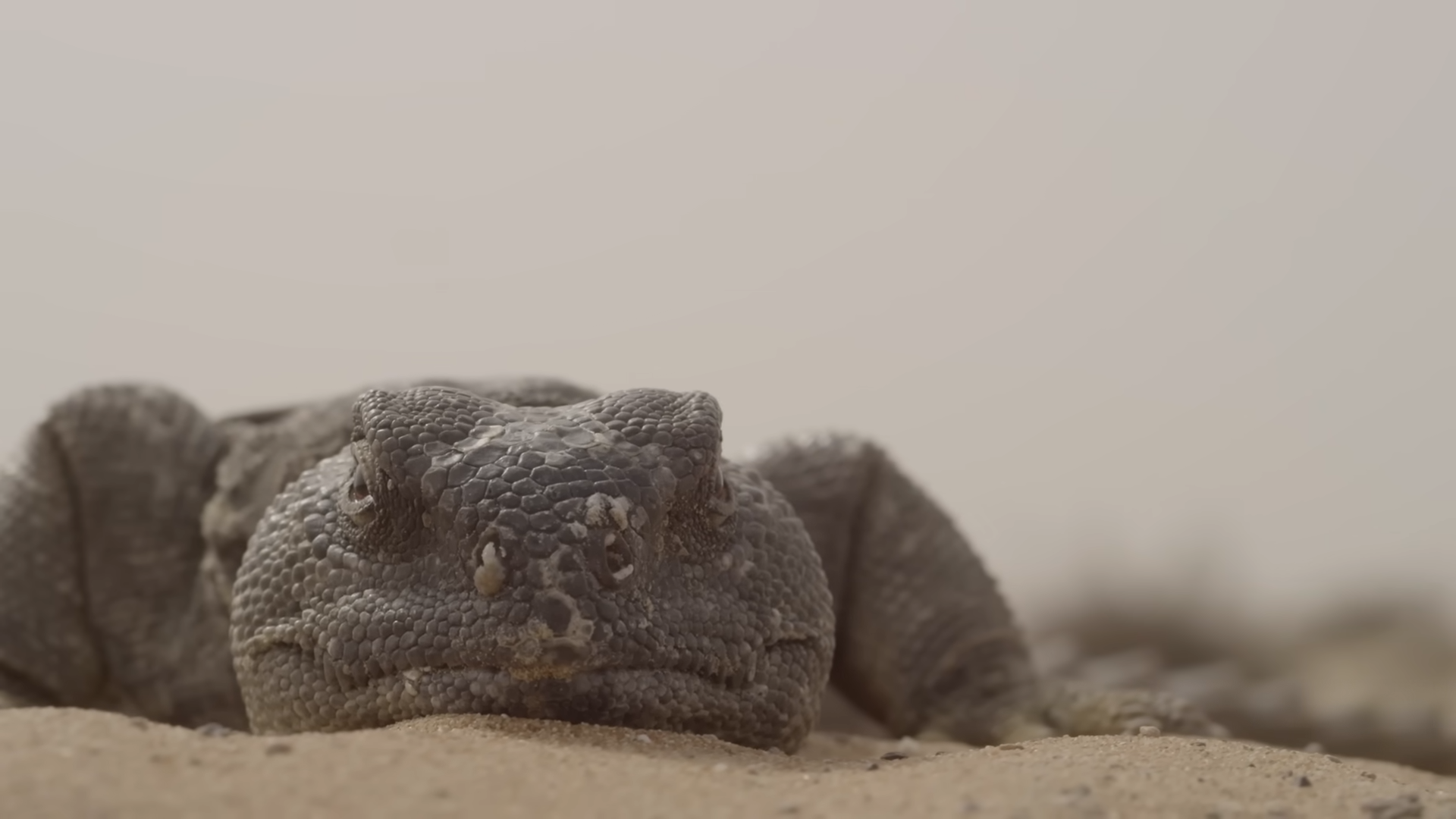 Scientists thought this animal was dead – then it woke up months later