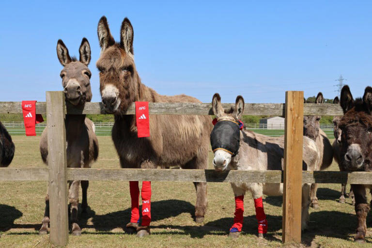 Arsenal players donate football socks to poorly horses and donkeys