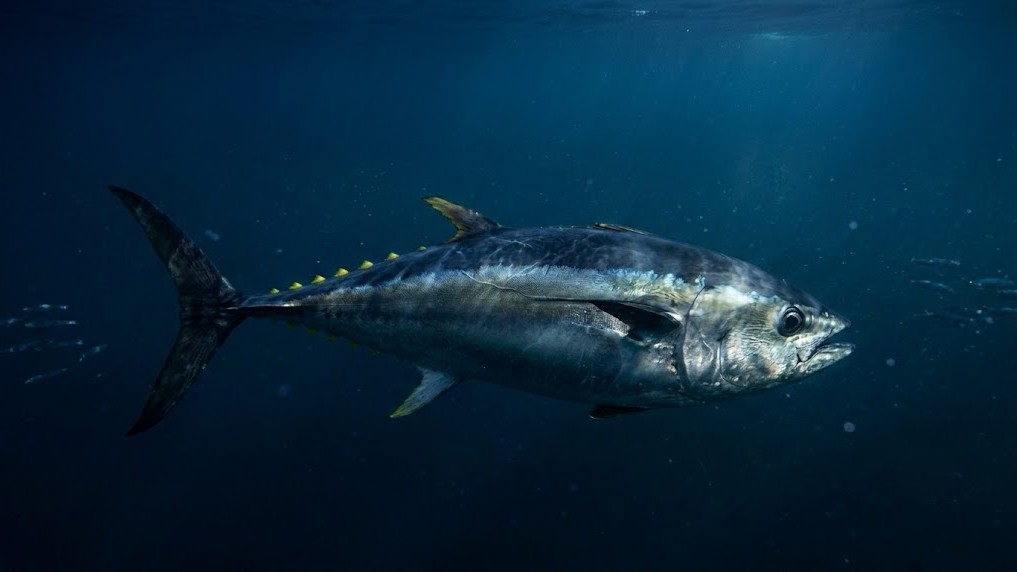 This fish can swim 40 mph - and that's becoming a huge problem
