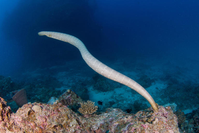 Faut-il s’inquiéter des serpents nageurs lors des prochaines vacances d ...