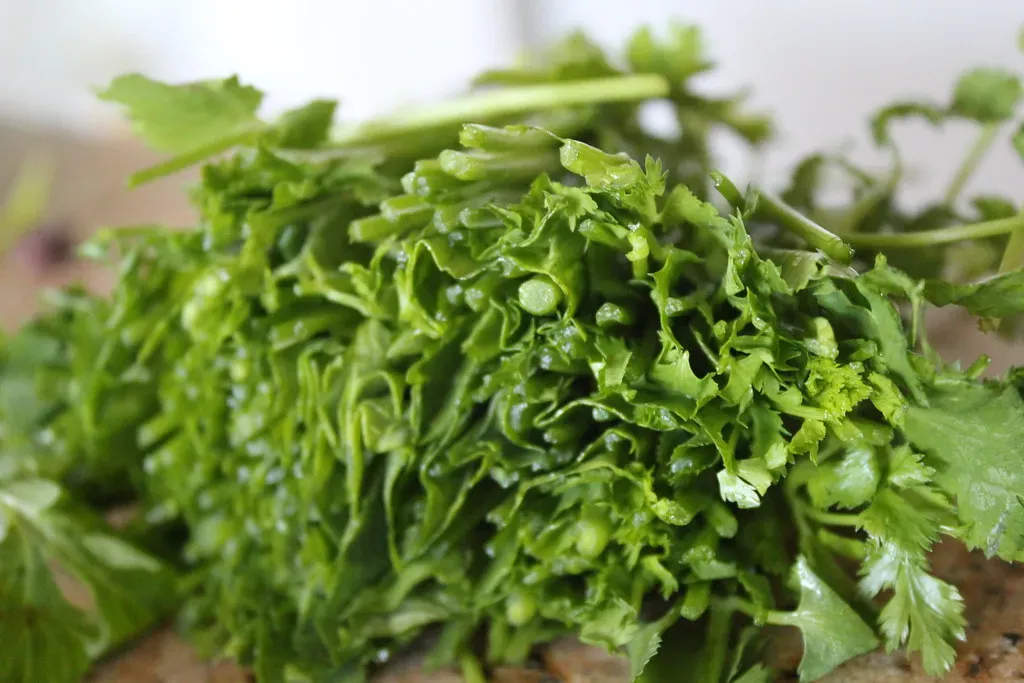 My aunt warned me never to throw away cilantro stems - now I understand why