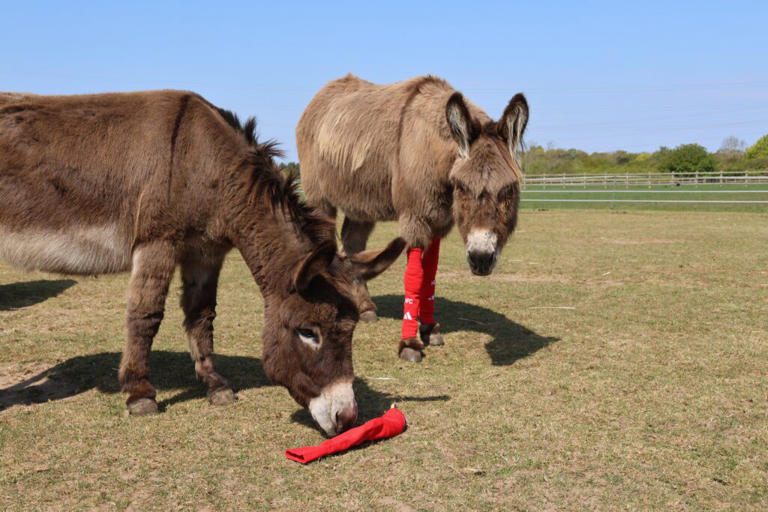 Arsenal players donate football socks to poorly horses and donkeys