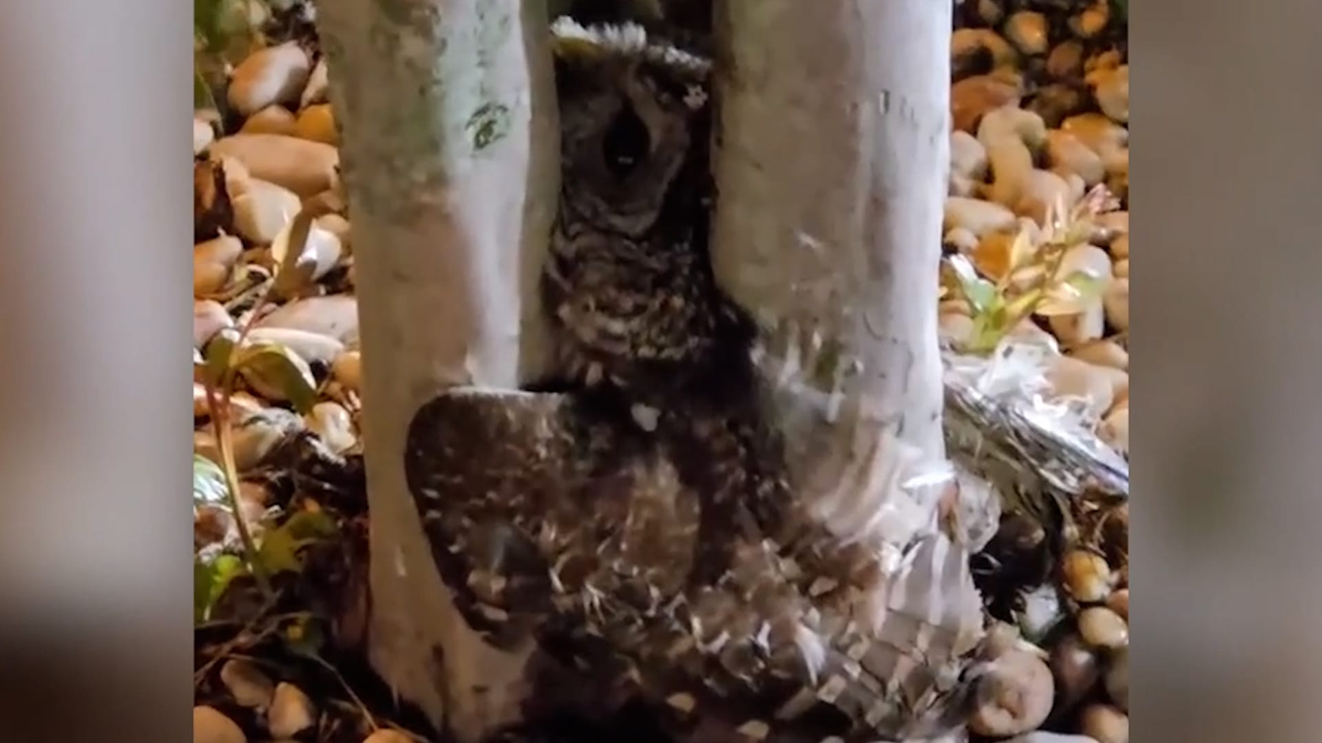Owl rescued after getting stuck in tree