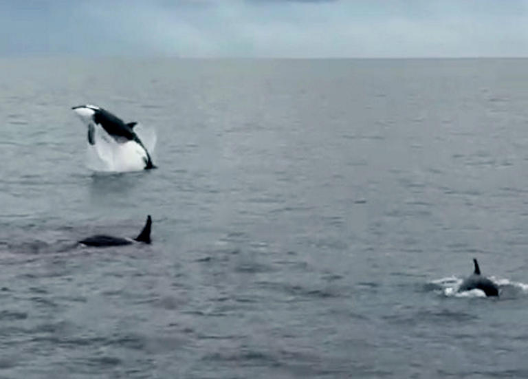 Orca performs flip for holidaymakers off UK coast