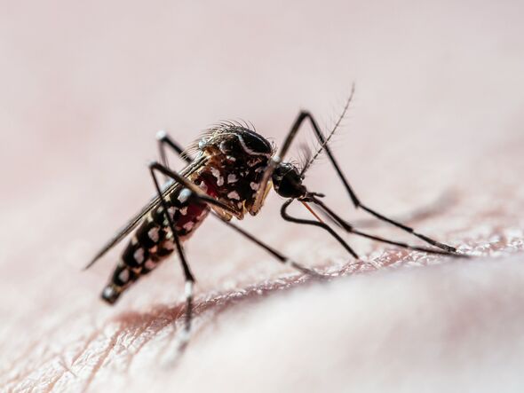 Horror as Google plans to release 64 million bacteria-infected ...