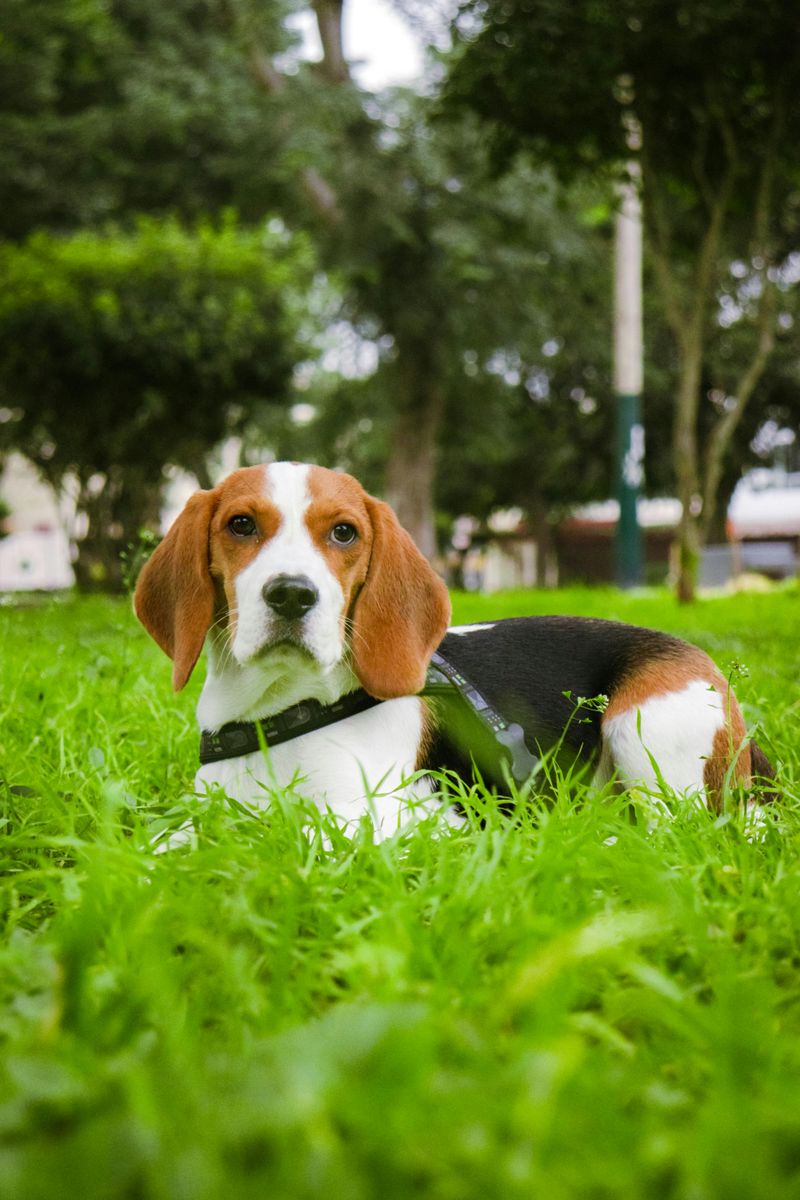 13 fun-loving dogs that can turn first-time ownership into pure joy