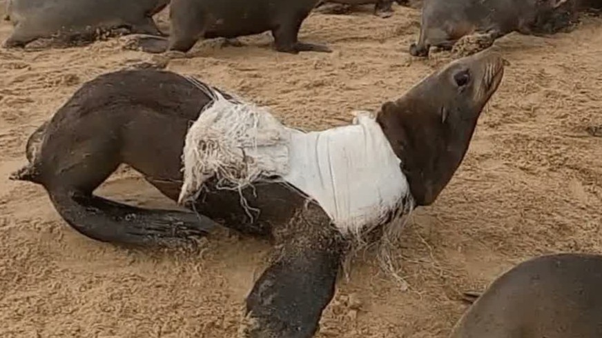 The saddest outfit you'll ever see... a seal dressed in plastic and ...