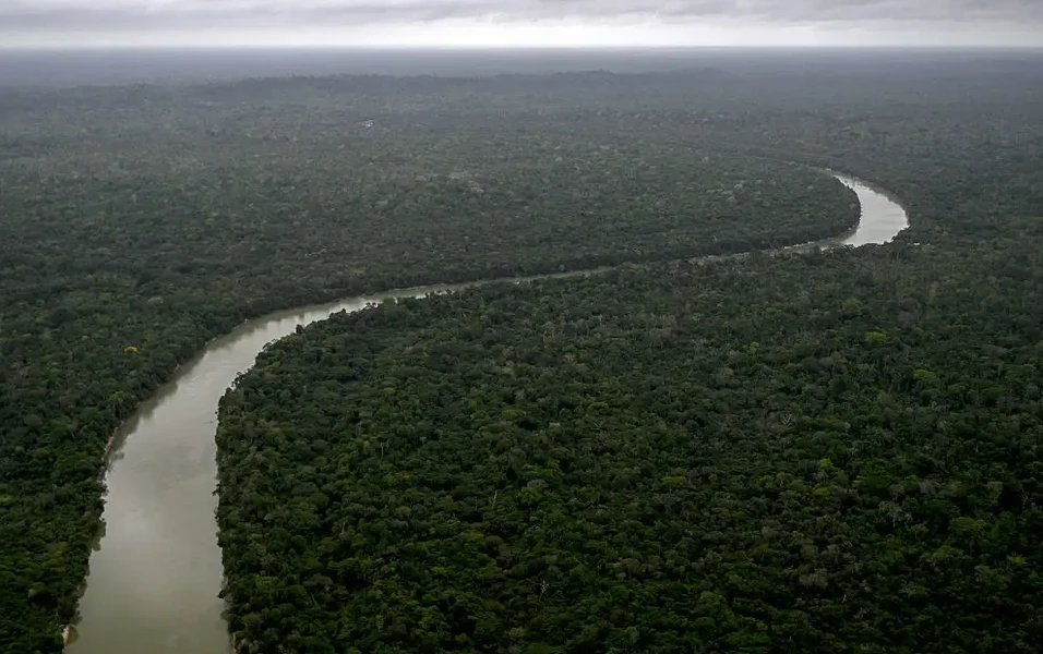 Studies reveal climate stress impacts on bees and Amazon rainforest