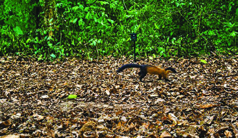 New yellow-throated marten found in Assam's Kaziranga