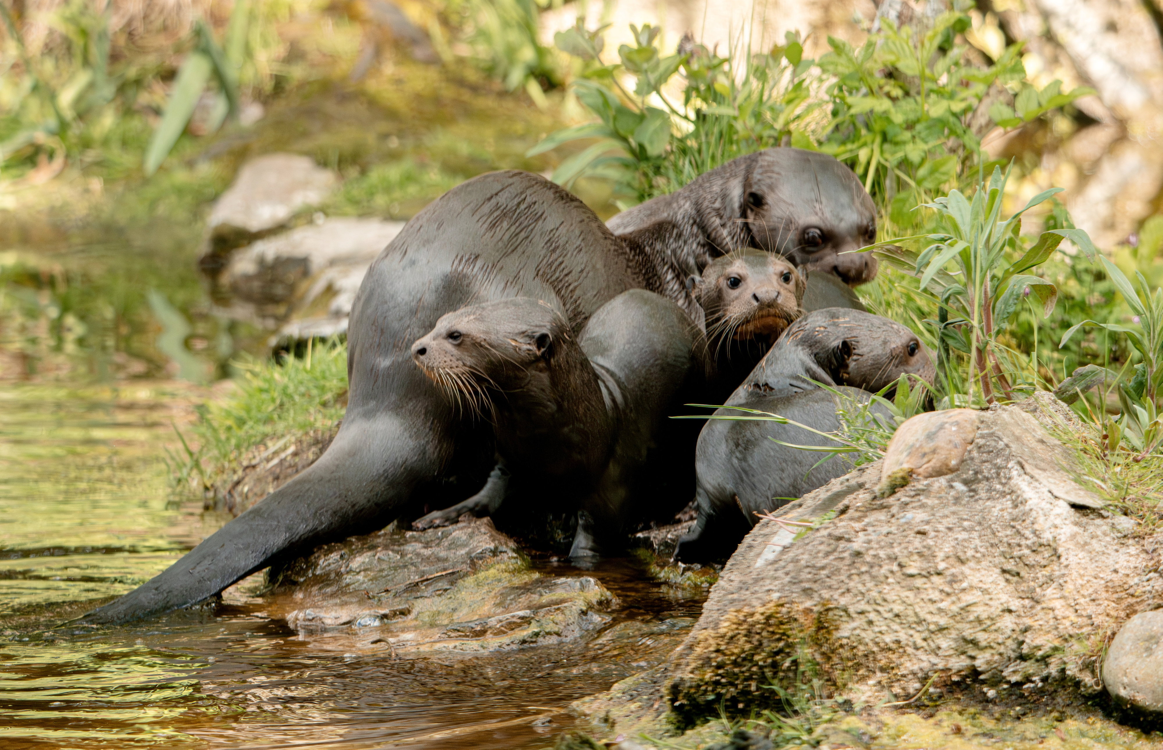 Baby otter triplets take first swimming lessons after leaving den