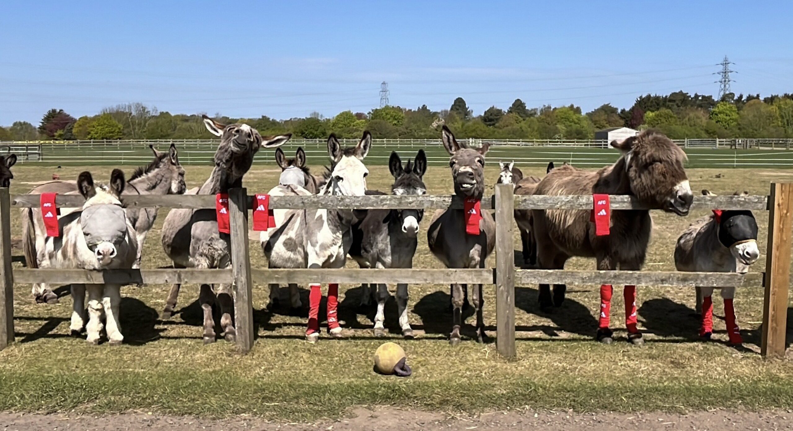 Arsenal players donate football socks to poorly horses and donkeys