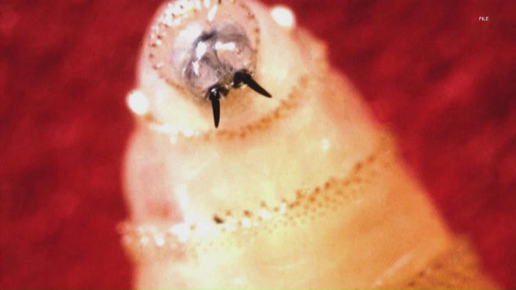 Screwworm, a parasite dangerous to livestock, detected within 25 miles ...