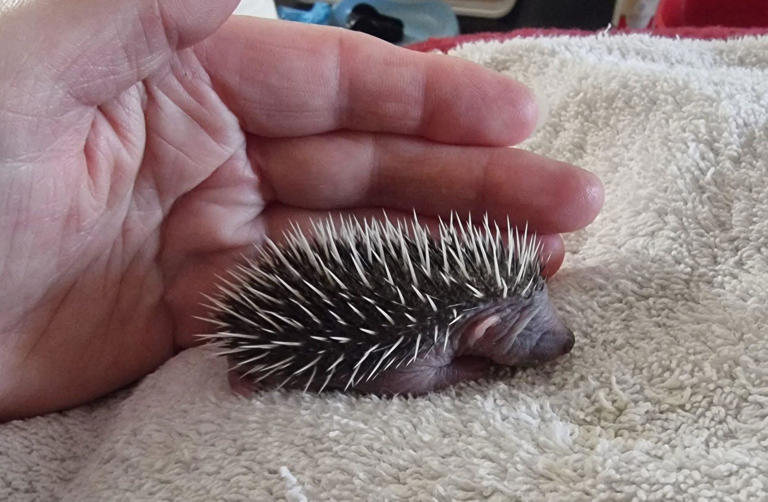 Chesterfield hedgehog rescuer warns poor advice is costing lives